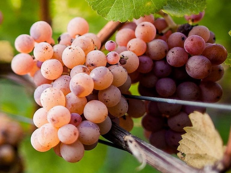 Vitigno Pinot Grigio | Glossario del Vino
