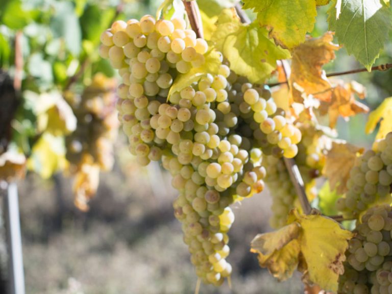 Vitigno Verdicchio | Glossario del Vino