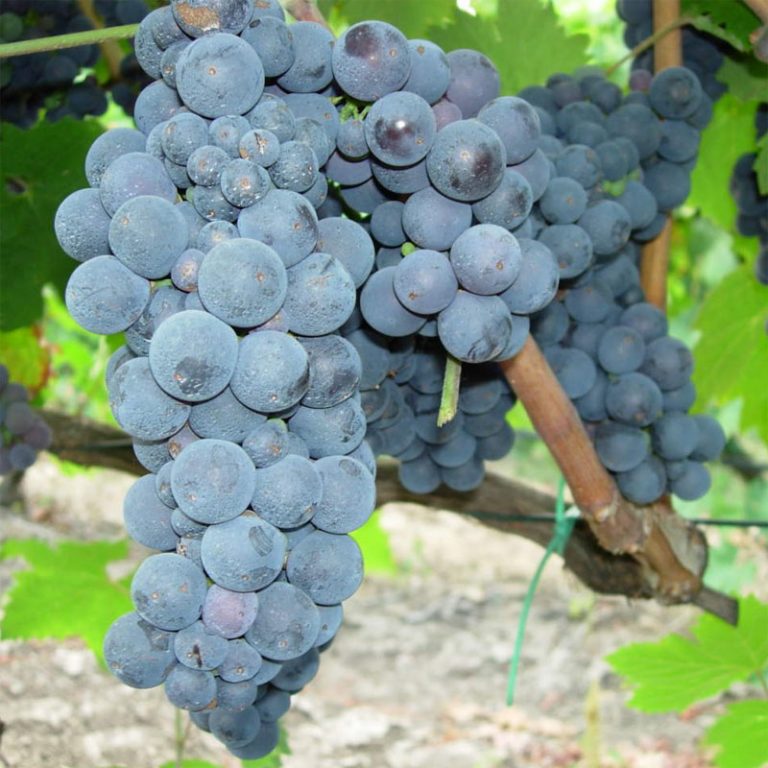 Vitigno Primitivo | Glossario del Vino
