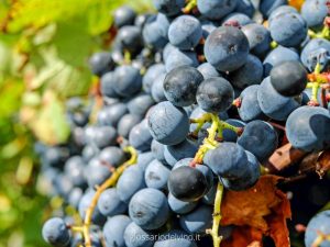 Vitigni italiani autoctoni e tipici | Glossario del Vino